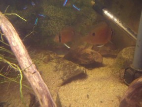 Biotodoma cupido – Cupid Cichlid (Geophagus cupido) — Seriously Fish