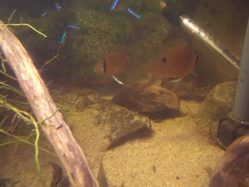 Biotodoma cupido – Cupid Cichlid (Geophagus cupido) — Seriously Fish