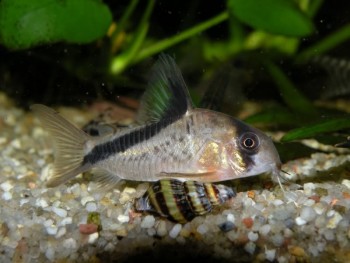 Corydoras melini – False Bandit Cory — Seriously Fish