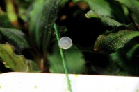 Corydoras melini – False Bandit Cory — Seriously Fish