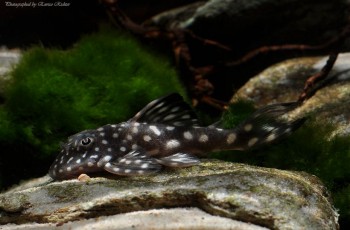 Hypancistrus inspector – L102, Snowball Pleco (L102) — Seriously Fish