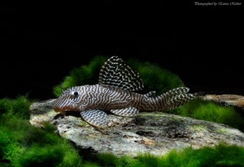 Hypancistrus sp. – L260, Queen Arabesque Pleco (L260) — Seriously Fish
