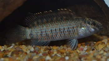 Five new species of Badis described from West Bengal, India — Seriously ...