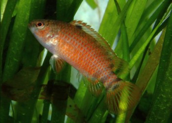 Five new species of Badis described from West Bengal, India — Seriously ...