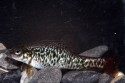 Petruichthys brevis – Inle Loach (Yunnanilus brevis, Nemacheilus brevis ...