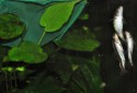 Petruichthys brevis – Inle Loach (Yunnanilus brevis, Nemacheilus brevis ...