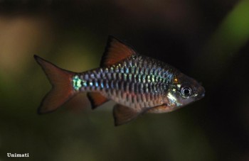 Oliotius oligolepis – Checkered Barb (Capoeta oligolepis, Puntius ...