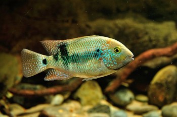 Major Changes in New World Cichlid Taxonomy — Seriously Fish