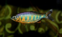 Barilius ardens — Seriously Fish