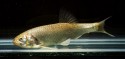 Barilius bendelisis (Cyprinus bendilisis, Barilius howesi) — Seriously Fish