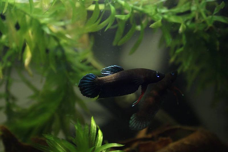 Betta miniopinna — Seriously Fish