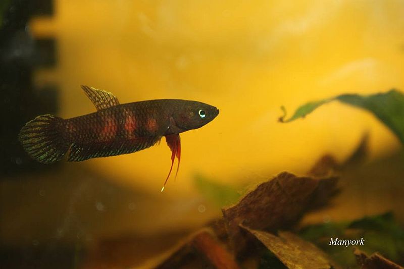 Betta miniopinna — Seriously Fish