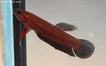 Betta miniopinna — Seriously Fish