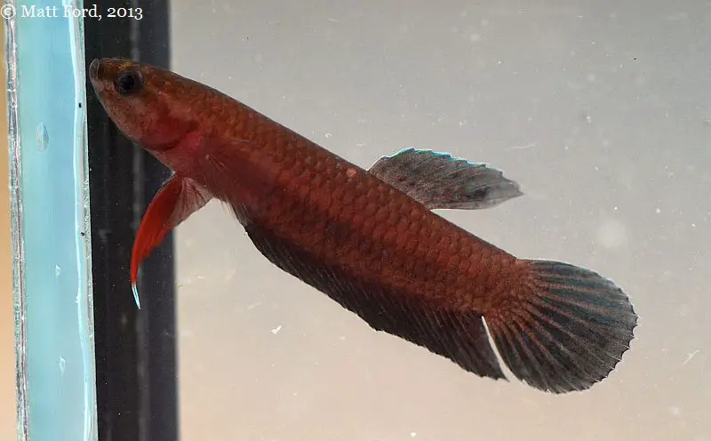 Betta miniopinna — Seriously Fish