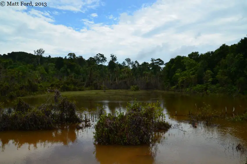 Betta miniopinna — Seriously Fish