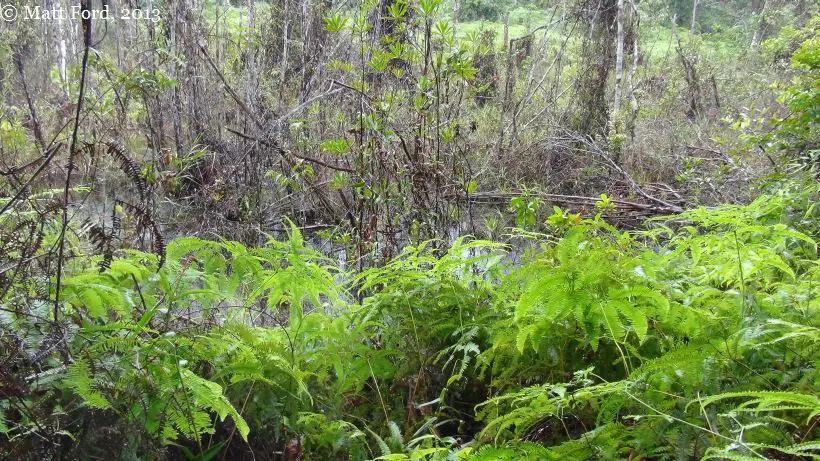 Betta miniopinna — Seriously Fish