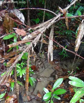 Betta miniopinna — Seriously Fish