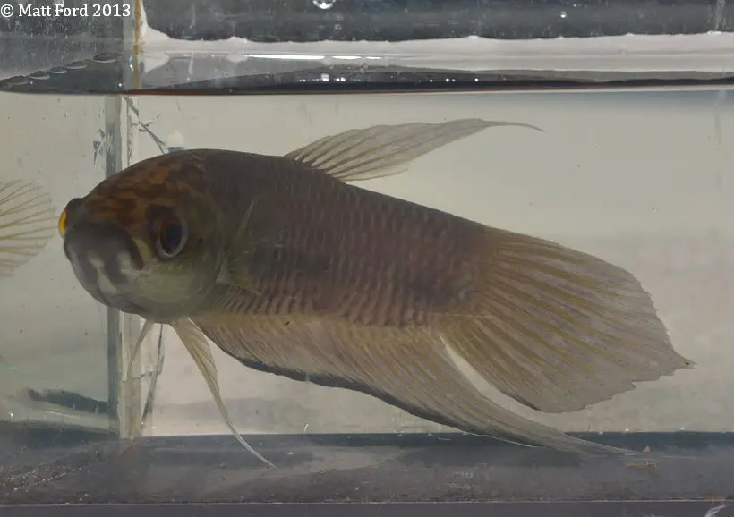 Betta pi — Seriously Fish