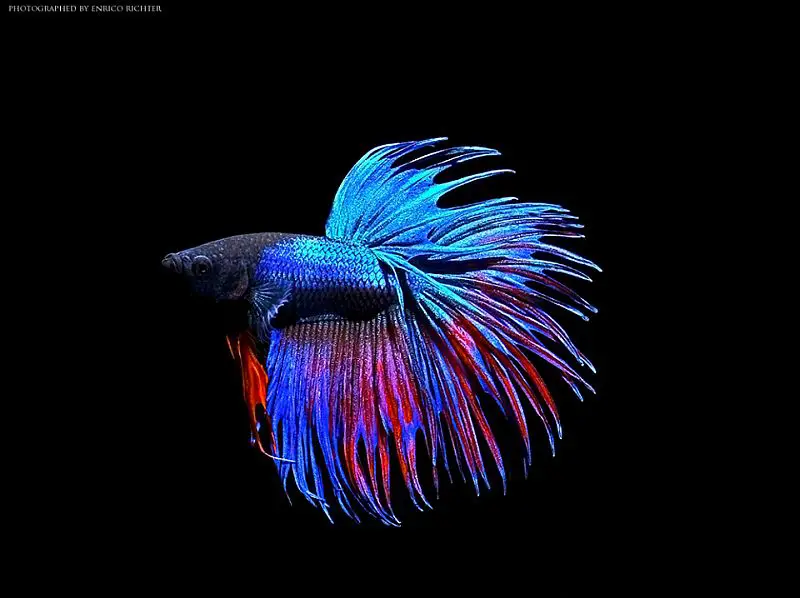 Betta splendens – Siamese Fighting Fish (Micracanthus marchei ...