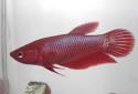 Betta splendens – Siamese Fighting Fish (Micracanthus marchei ...