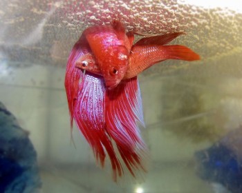 Betta splendens – Siamese Fighting Fish (Micracanthus marchei ...