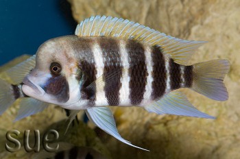 Cyphotilapia frontosa – Humphead Cichlid (Paratilapia frontosa ...