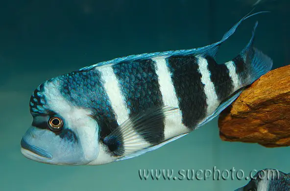 Cyphotilapia gibberosa — Seriously Fish