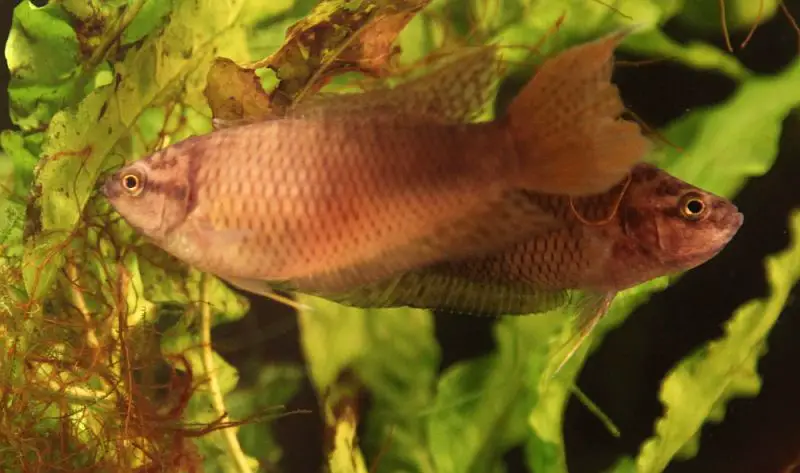 Macropodus hongkongensis — Seriously Fish