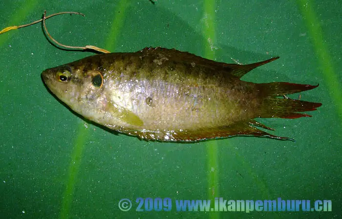 Macropodus ocellatus – Roundtail Paradise Fish (Polyacanthus paludosus ...