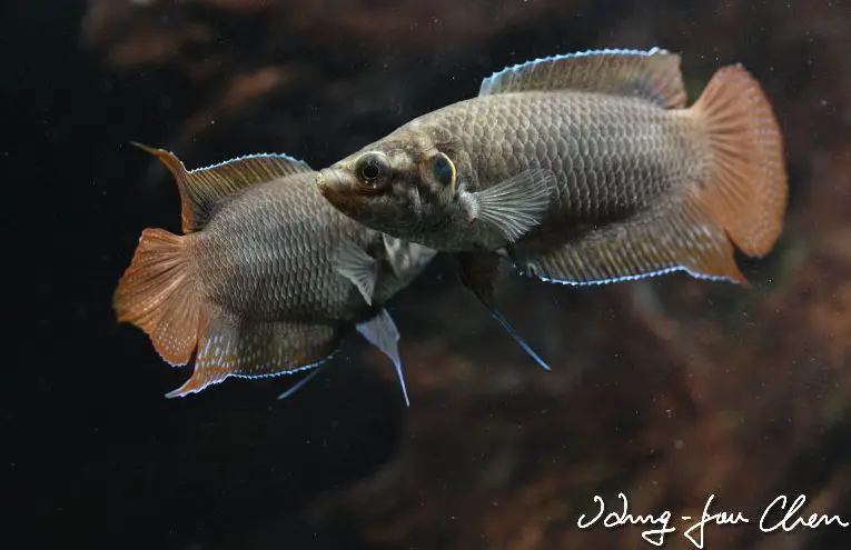 Macropodus ocellatus – Roundtail Paradise Fish (Polyacanthus paludosus ...