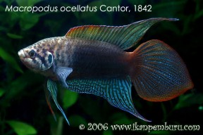 Macropodus ocellatus – Roundtail Paradise Fish (Polyacanthus paludosus ...