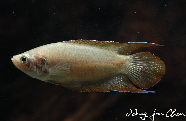 Macropodus ocellatus – Roundtail Paradise Fish (Polyacanthus paludosus ...