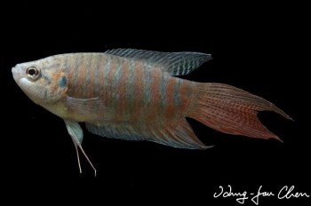 Macropodus opercularis – Paradise Fish (Macropodus chinensis, Labrus ...