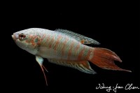 Macropodus opercularis – Paradise Fish (Macropodus chinensis, Labrus ...