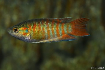 Macropodus opercularis – Paradise Fish (Macropodus chinensis, Labrus ...