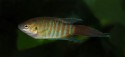 Macropodus opercularis – Paradise Fish (Macropodus chinensis, Labrus ...