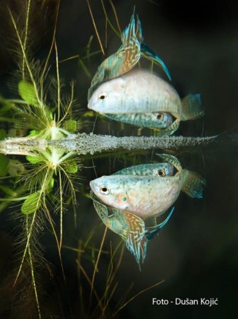 Macropodus opercularis – Paradise Fish (Macropodus chinensis, Labrus ...