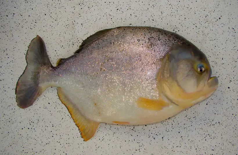 Pygocentrus nattereri – Red Bellied Piranha (Pygocentrus altus ...