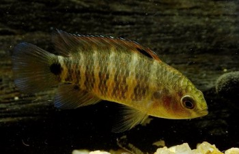 Badis badis – Badis (Labrus badis, Badis buchanani) — Seriously Fish