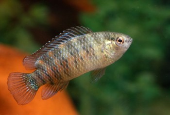 Badis badis – Badis (Labrus badis, Badis buchanani) — Seriously Fish