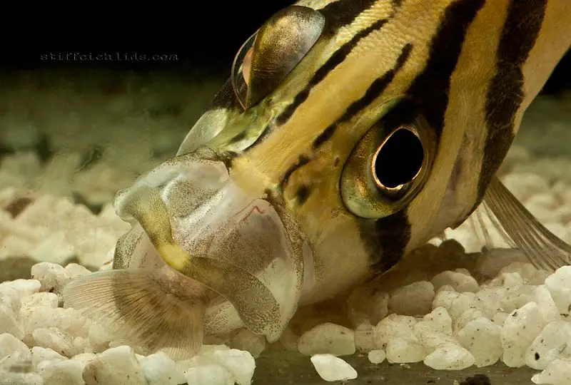 Datnioides microlepis – Indonesian Tiger Perch — Seriously Fish