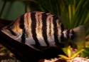 Datnioides polota – Silver Tiger Perch (Datnioides quadrifasciatus ...