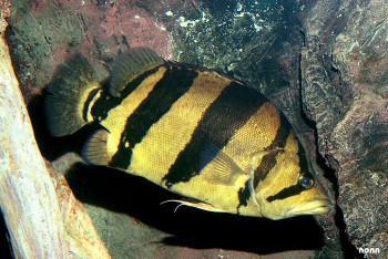 Datnioides pulcher – Siamese Tiger Perch (Coius pulcher) — Seriously Fish
