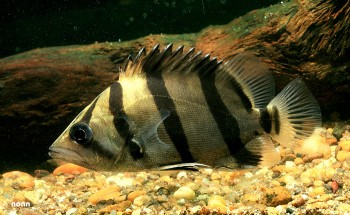 Datnioides undecimradiatus – Mekong Tiger Perch (Coius undecimradiatus ...