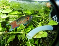 Macropodus opercularis – Paradise Fish (Macropodus chinensis, Labrus ...