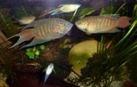 Macropodus opercularis – Paradise Fish (Macropodus chinensis, Labrus ...