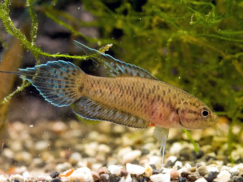 Malpulutta kretseri – Ornate Paradisefish — Seriously Fish