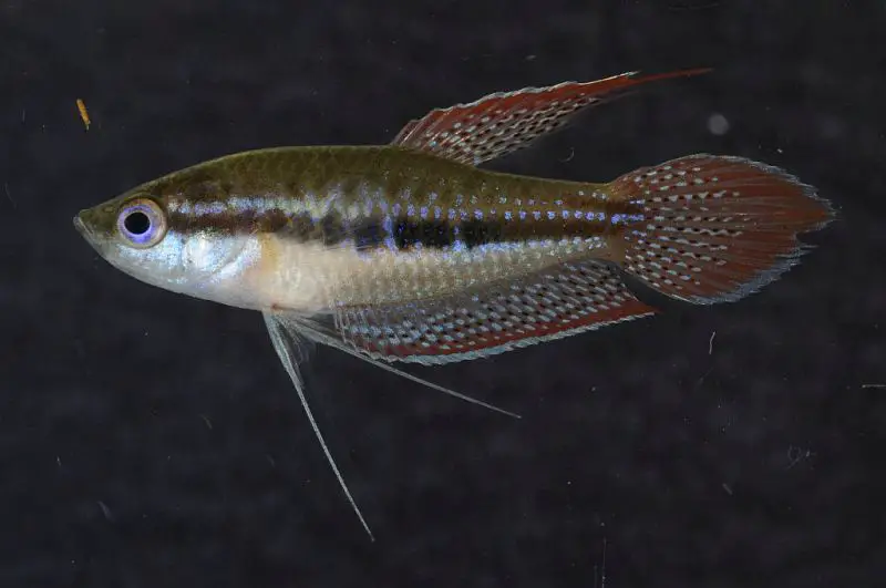 Dwarf Croaking Gourami