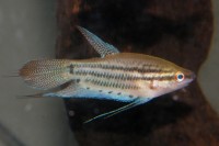 Trichopsis vittata – Croaking gourami (Trichopus striatus, Trichopsis ...