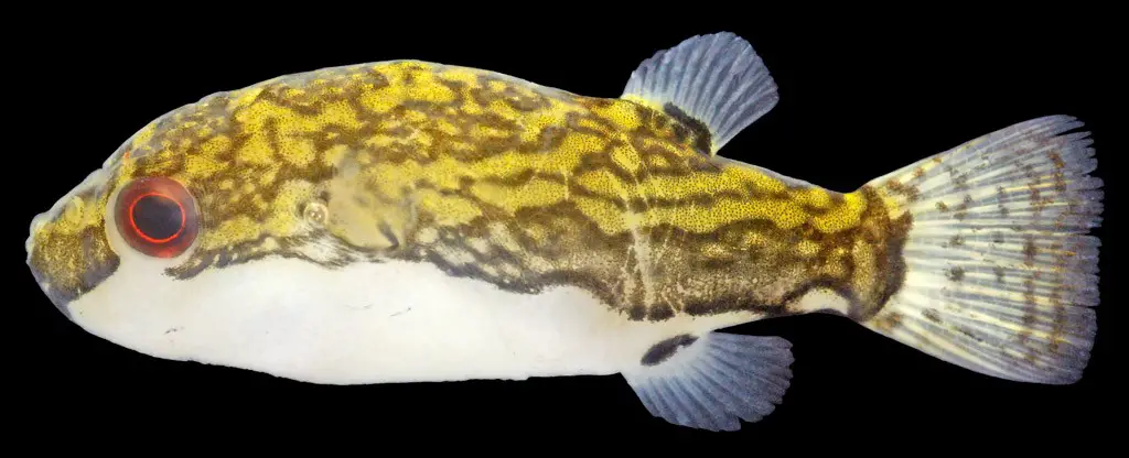 Carinotetraodon lorteti – Redeye Puffer (Tetraodon somphongsi ...